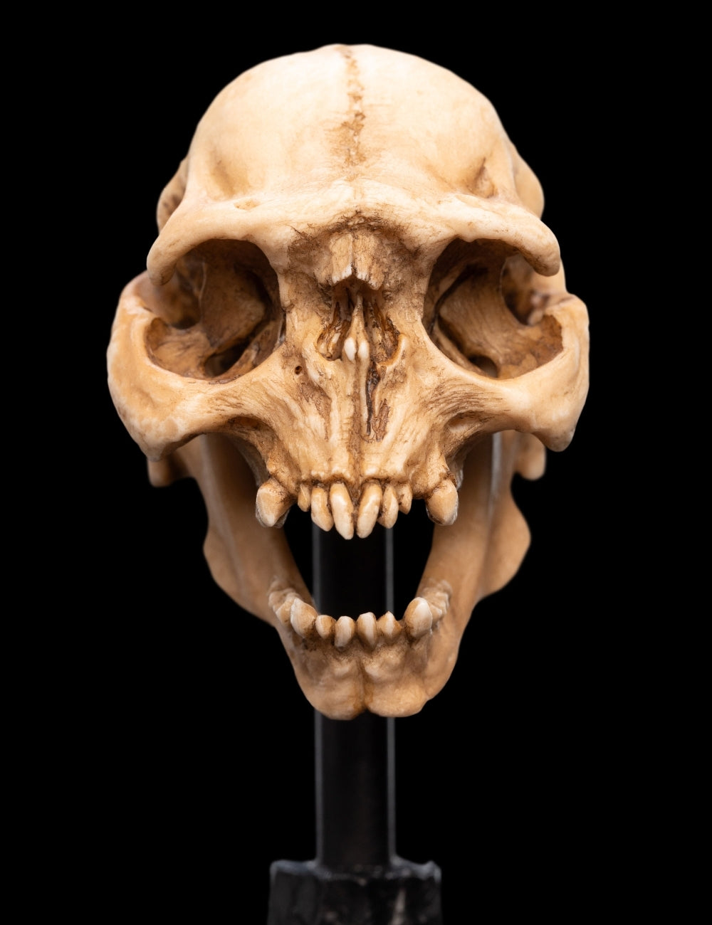 Lord of the Rings: Skull of a Moria Orc Miniature Skull — Secret Compass